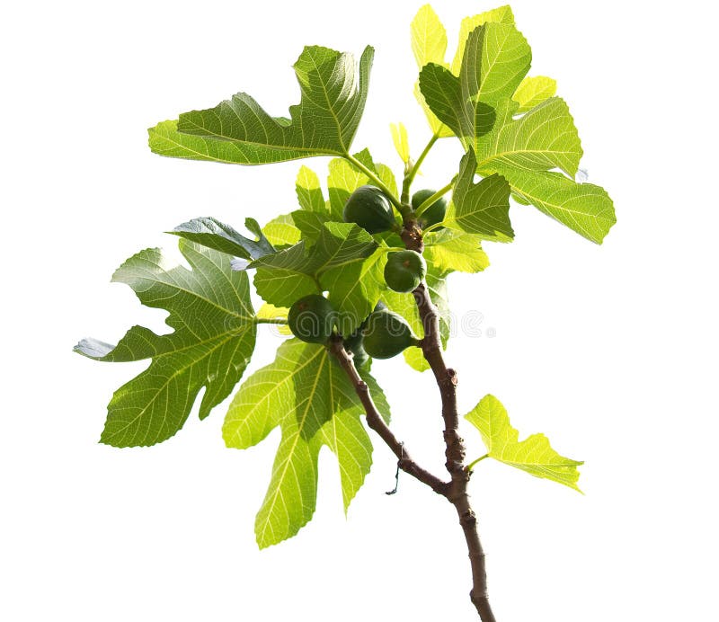 Common fig. Ficus carica. stock image. Image of plant - 31051475