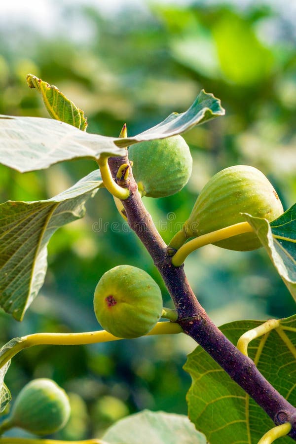Common fig stock photo. Image of group, ingredient, exotic - 130655612