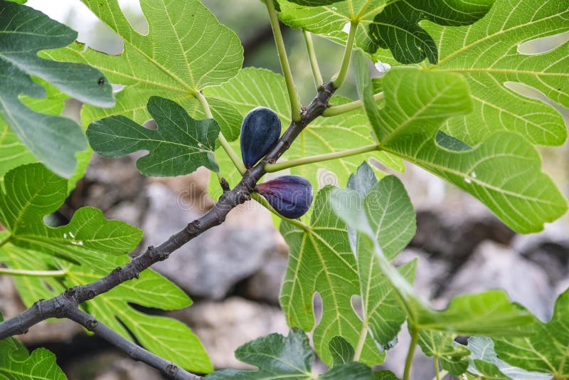 Common Fig Fruit Tree Growing in Garden Stock Photo - Image of ...