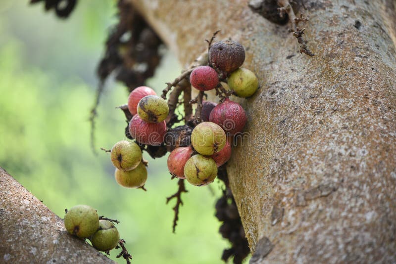 Common Fig Fruit - Wild Figs Stock Photo - Image of blue, nature: 112949138