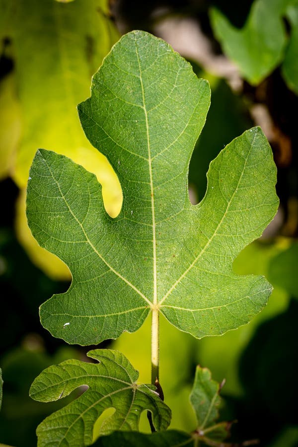 A Common Fig Leaf stock image. Image of outdoors, focus - 201061149