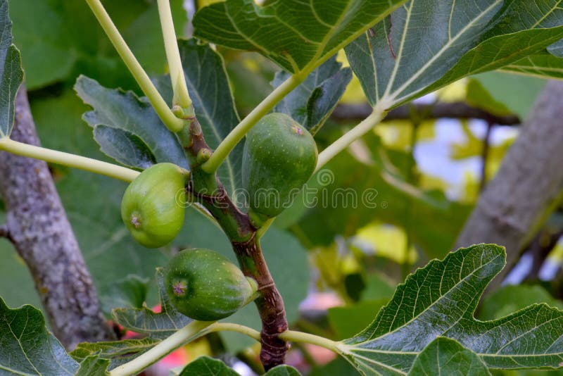 Common Fig Three 01 stock image. Image of plant, tree - 255313957