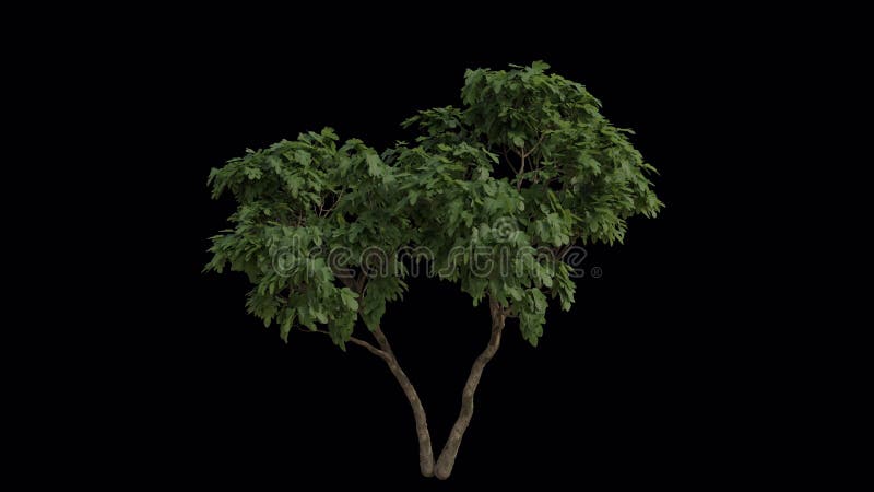 Common Fig Tree Blowing in the Wind. Alpha Channel. Loop Animation ...