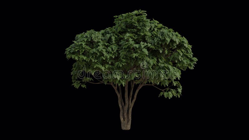 Common Fig Tree Blowing in the Wind. Alpha Channel. Loop Animation ...