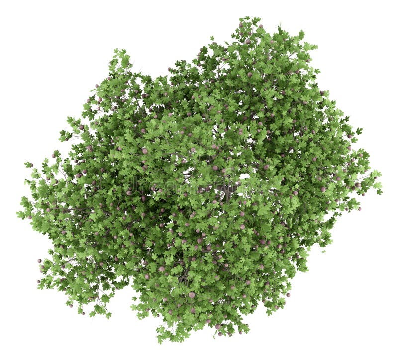 Ficus Top View Stock Illustrations – 245 Ficus Top View Stock ...