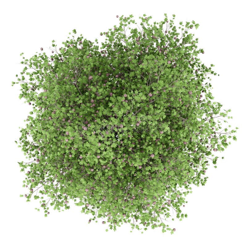 Common Fig Tree with Figs Isolated on White. Top View Stock ...