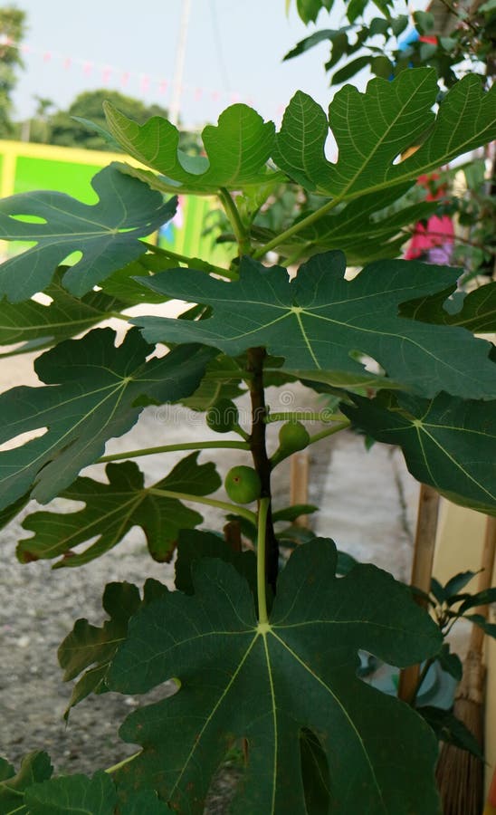 Common fig tree stock photo. Image of summer, beautiful - 124103696