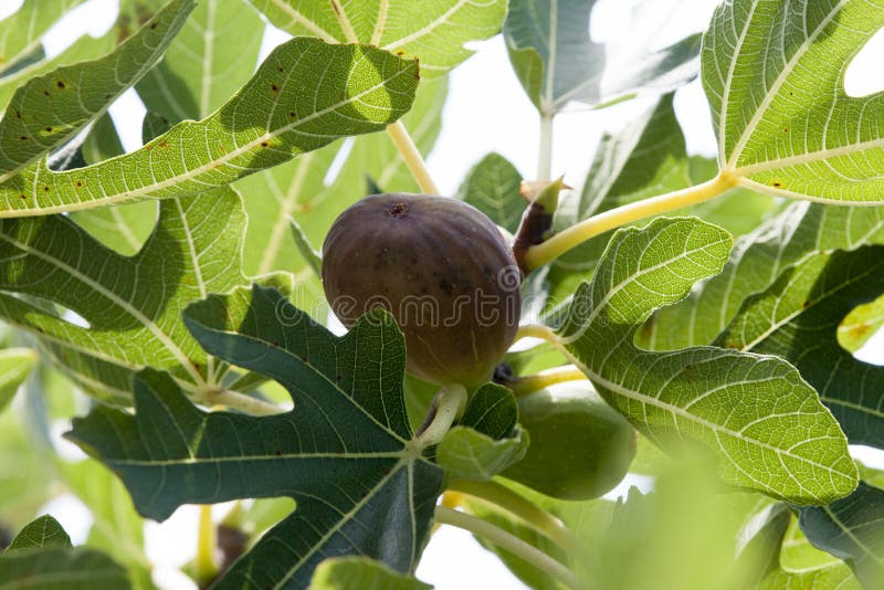 Common Fig Tree for Harvest Stock Photo - Image of diet, figs: 99318020