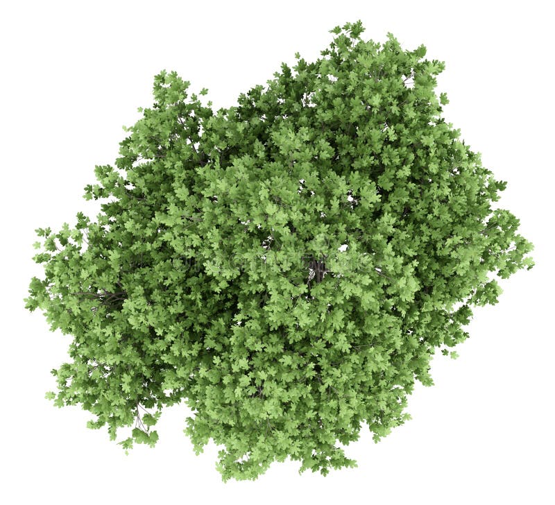 Fig Tree Stock Illustrations – 2,895 Fig Tree Stock Illustrations ...