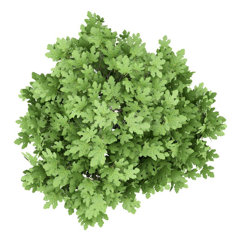 Fig Tree Stock Illustrations – 2,800 Fig Tree Stock Illustrations ...