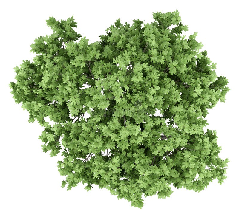 Common Fig Tree Isolated on White. Top View Stock Illustration ...