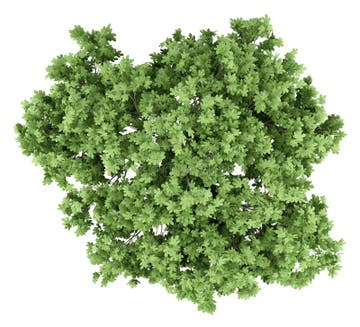 Ficus Top View Stock Illustrations – 279 Ficus Top View Stock ...