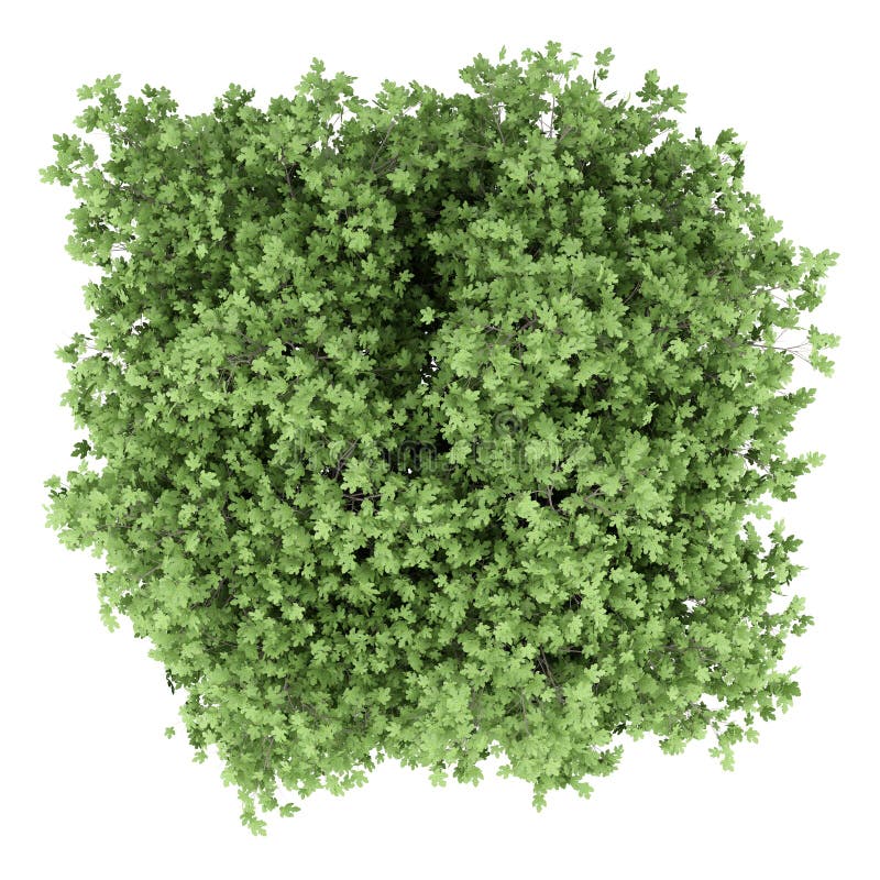 Ficus Top View Stock Illustrations – 279 Ficus Top View Stock ...