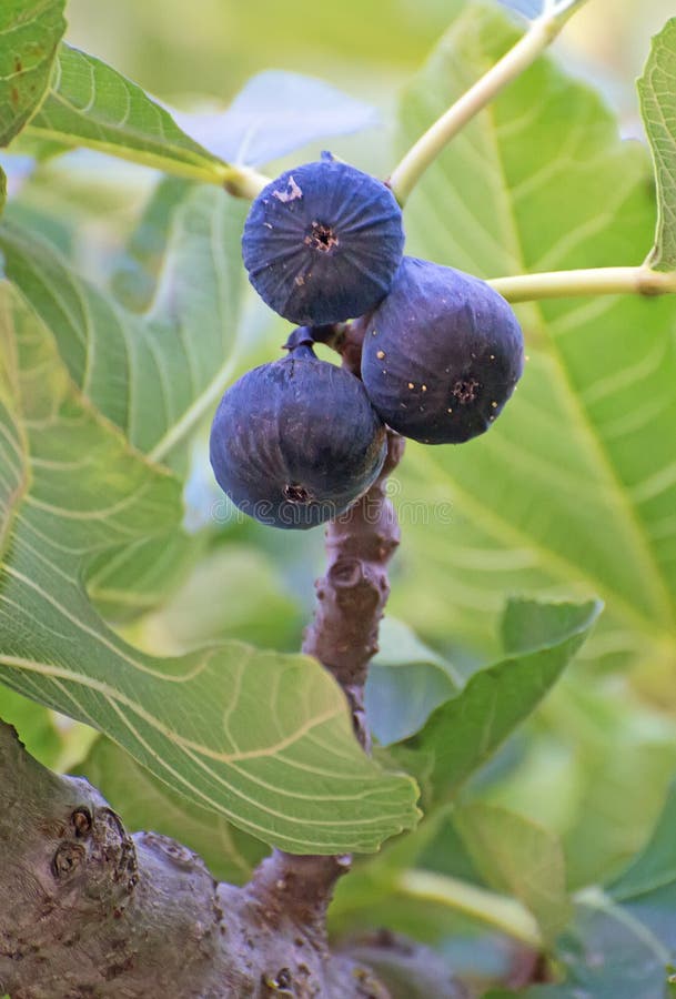 Overripe Figs Stock Photos - Free & Royalty-Free Stock Photos from ...
