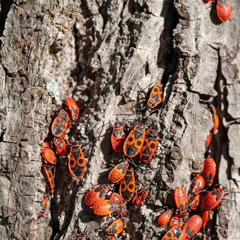 Common Fire Bug,Pyrrhocoris Apterus,Lime Tree Bark Stock Image - Image ...