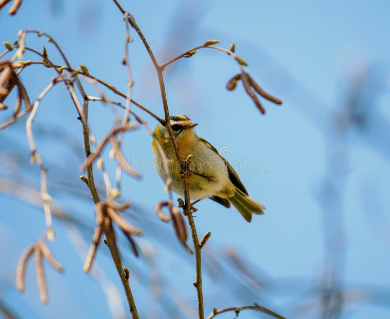Portrait of a Common Firecrest Stock Photo - Image of animals, profile ...