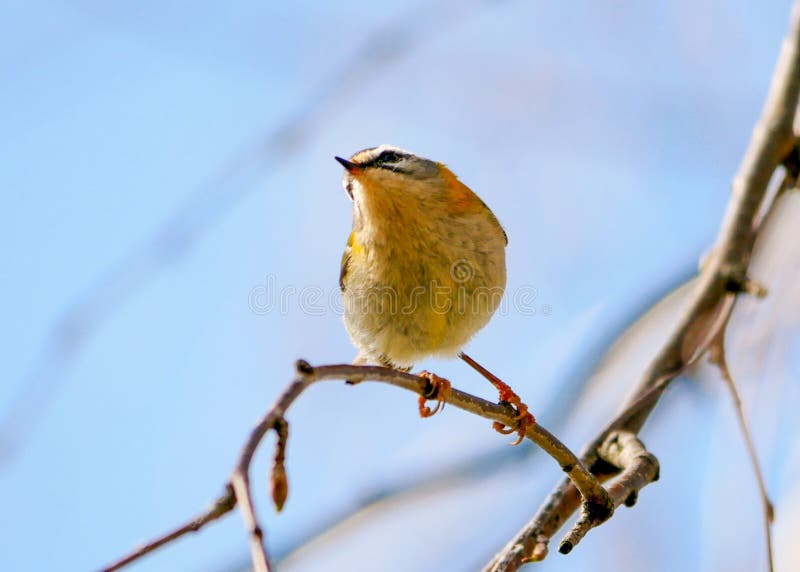 Portrait of a Common Firecrest Stock Image - Image of tree, firecrest ...