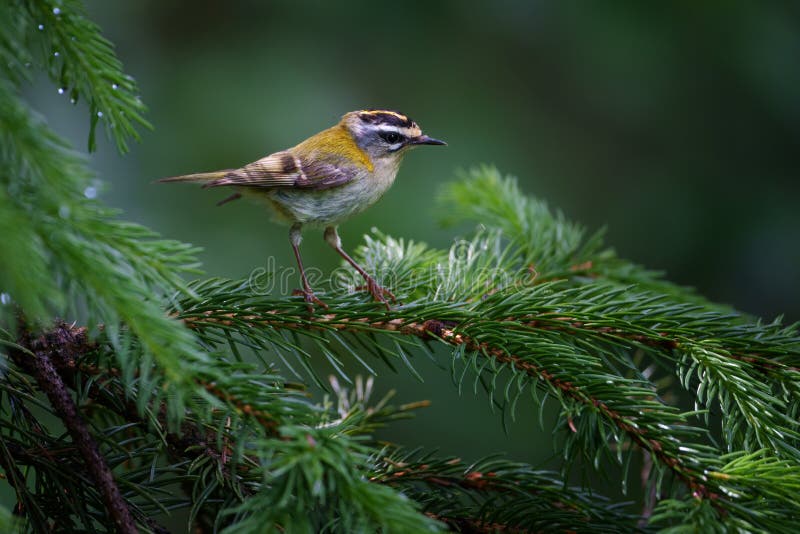 The Common Firecrest Also Known As the Firecrest Stock Image - Image of ...