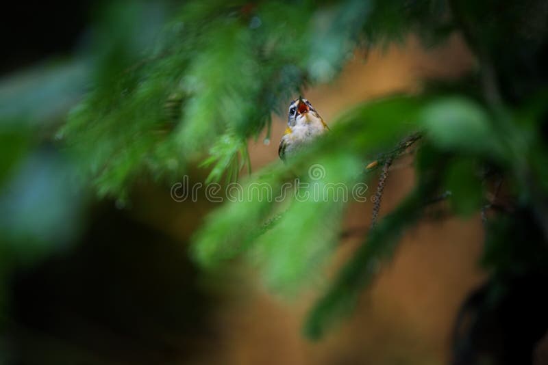 The Common Firecrest Also Known As the Firecrest Stock Photo - Image of ...