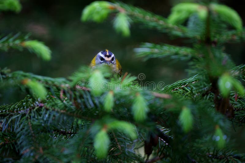 The Common Firecrest Also Known As the Firecrest Stock Photo - Image of ...