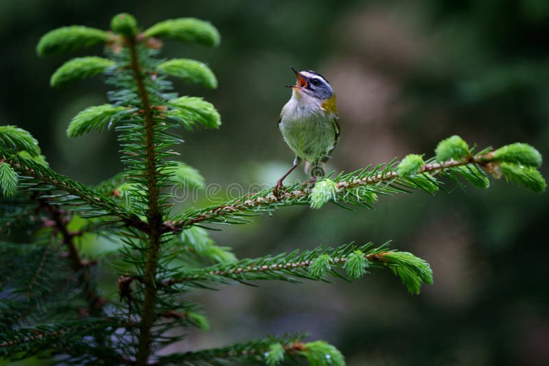 The Common Firecrest Also Known As the Firecrest Stock Image - Image of ...