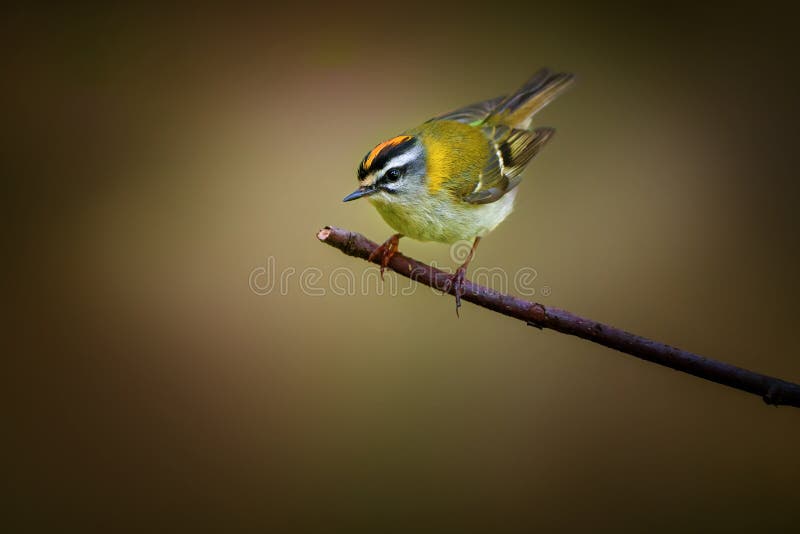 The Common Firecrest Also Known As the Firecrest Stock Image - Image of ...