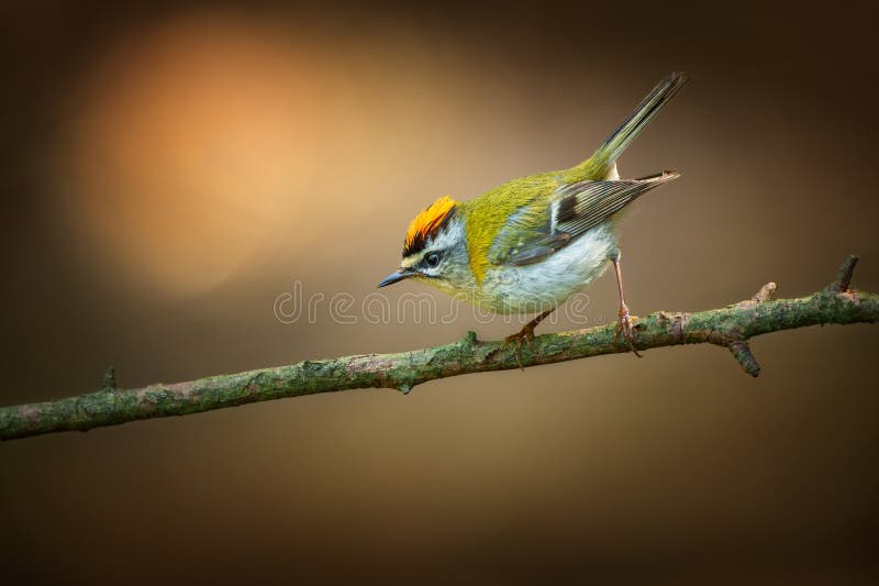The Common Firecrest Also Known As the Firecrest Stock Image - Image of ...