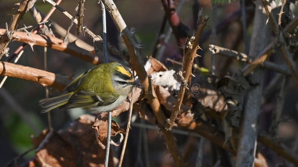 Common Firecrest, Bird Perched among the Branches of Brambles in the ...