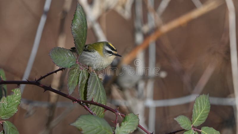 Common Firecrest, Bird Perched among the Branches of Brambles in the ...
