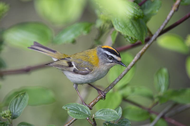 Common Firecrest Perched on a Branch Stock Photo - Image of crest ...