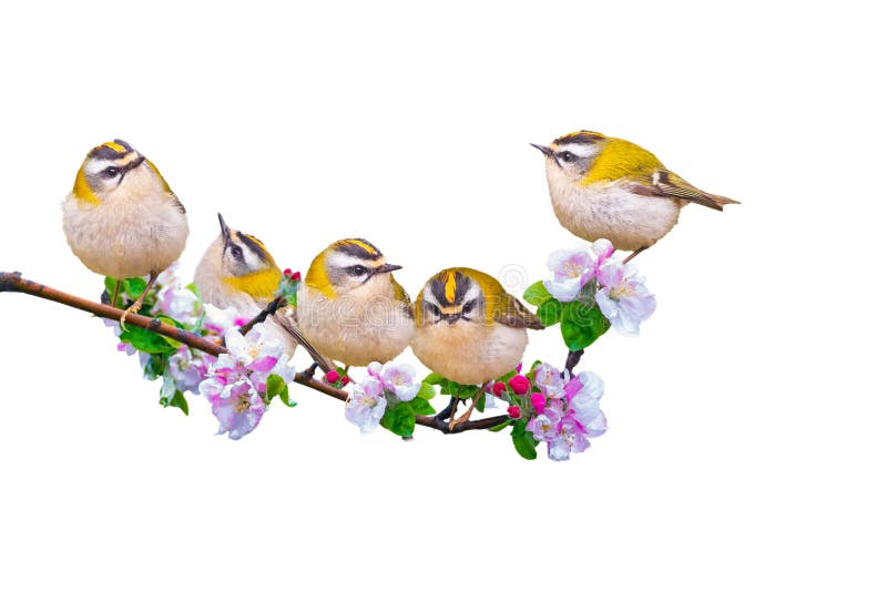 Cute Birds in Spring Flowers. Isolated Images. White Background. Stock ...