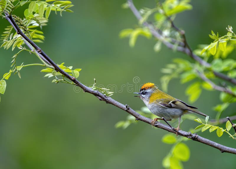 Common Firecrest Singing on a Branch Stock Image - Image of bird ...