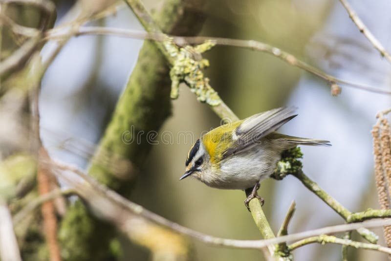 Common Firecrest Regulus Ignicapillus Stock Image - Image of landscape ...