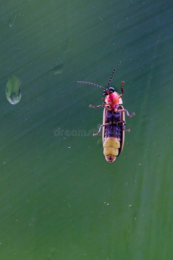 Common firefly stock photo. Image of photinus, pyralis - 326999652