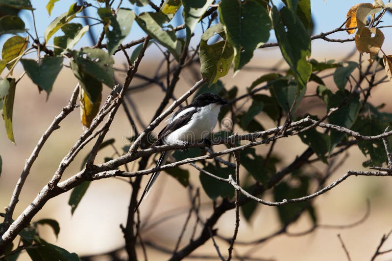 Common Fiscal Lanius Collaris in a Tree Stock Photo - Image of animal ...