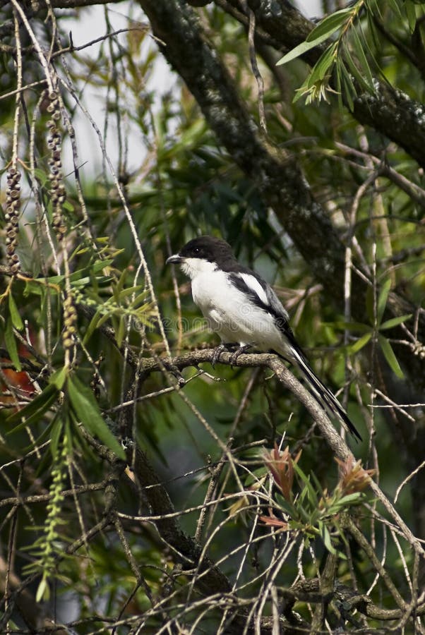 Common Fiscal bird stock photo. Image of female, shrike - 148518272