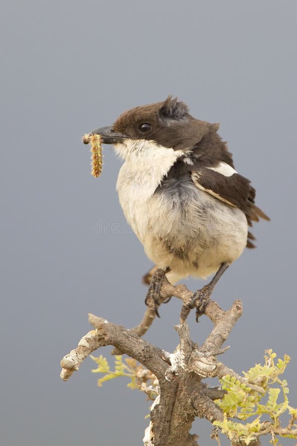 Common Fiscal Shrike stock photo. Image of bird, lanius - 21586992