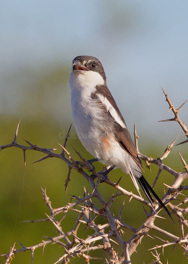 Common Fiscal Shrike on a Branch Lanius Humeralis Stock Photo - Image ...