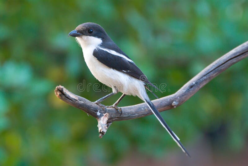 Common Fiscal bird stock photo. Image of female, shrike - 148518272
