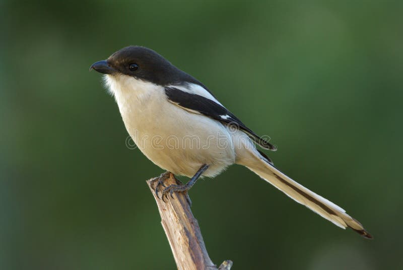 Common Fiscal bird stock photo. Image of female, shrike - 148518272