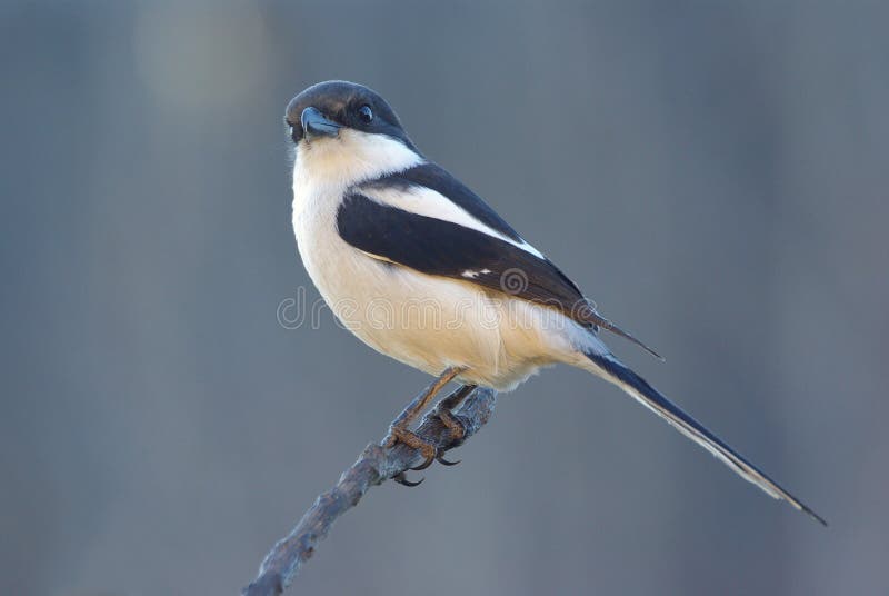 Shrike Common Fiscal Lanius Collaris Stock Photo - Image of patches ...