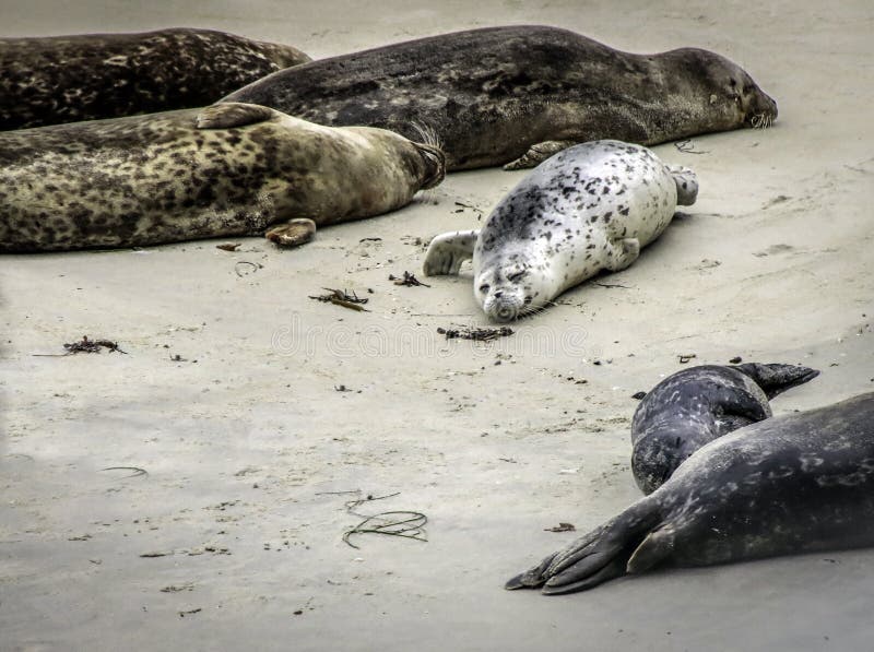 123 Harbor Seal Eating Stock Photos - Free & Royalty-Free Stock Photos ...