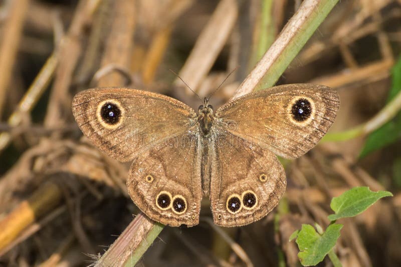 Five-ring Butterfly or Ypthima Baldus on Celosia Argentea Flower Stock ...