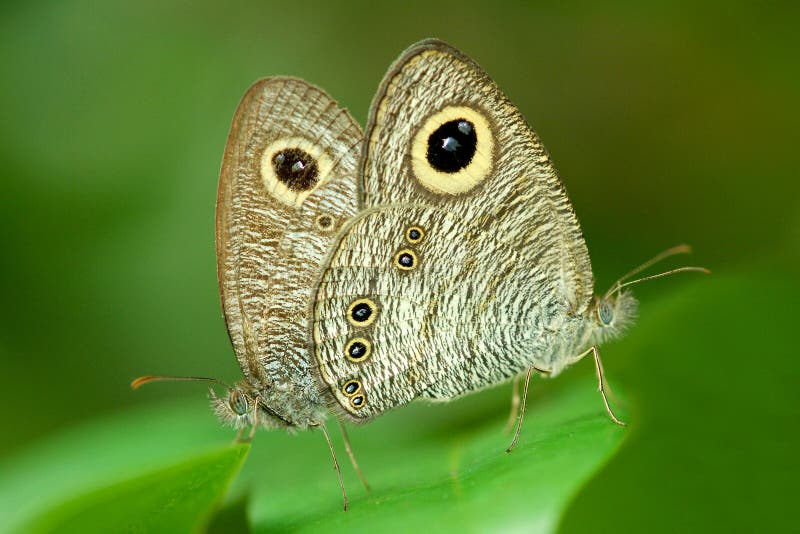 Common Five-ring Butterfly stock image. Image of malaya - 3117723