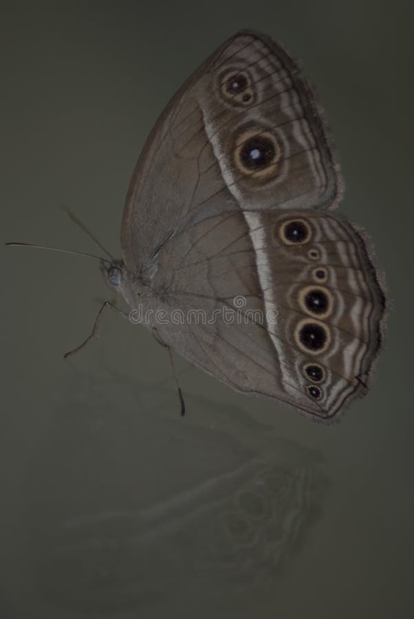 Common Five Ring butterfly stock photo. Image of beautiful - 201378996