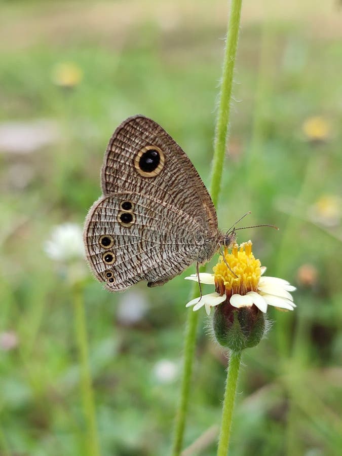 The Common Five Ring is a Butterfly Discovered in 1977 Stock Image ...