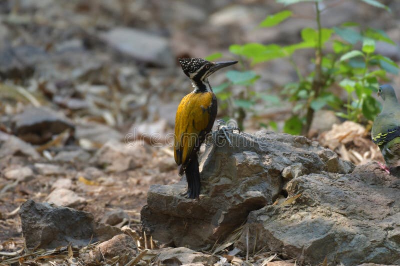Common Flamback stock image. Image of leaf, beak, nature - 319048069