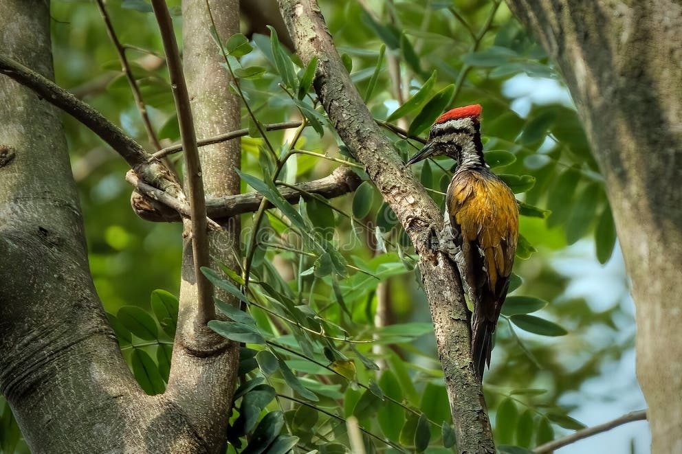 Common Flameback Dinopium Javanense Stock Photo - Image of feather ...