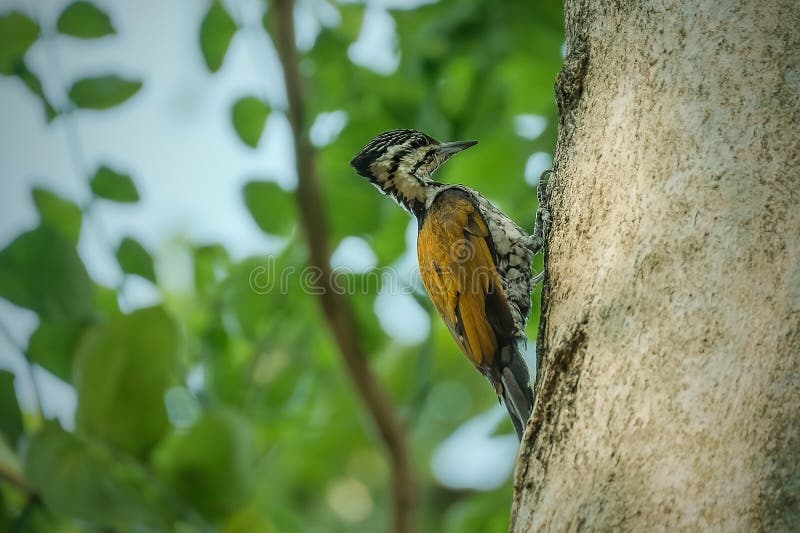 Common Flameback Dinopium Javanense Stock Photo - Image of coconut ...