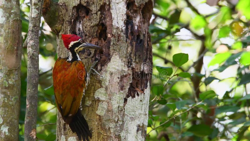 Common Flameback stock video. Video of tree, woodpecker - 226380299